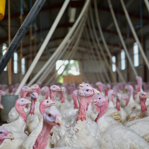 Turkey - Safeguard Dewormer